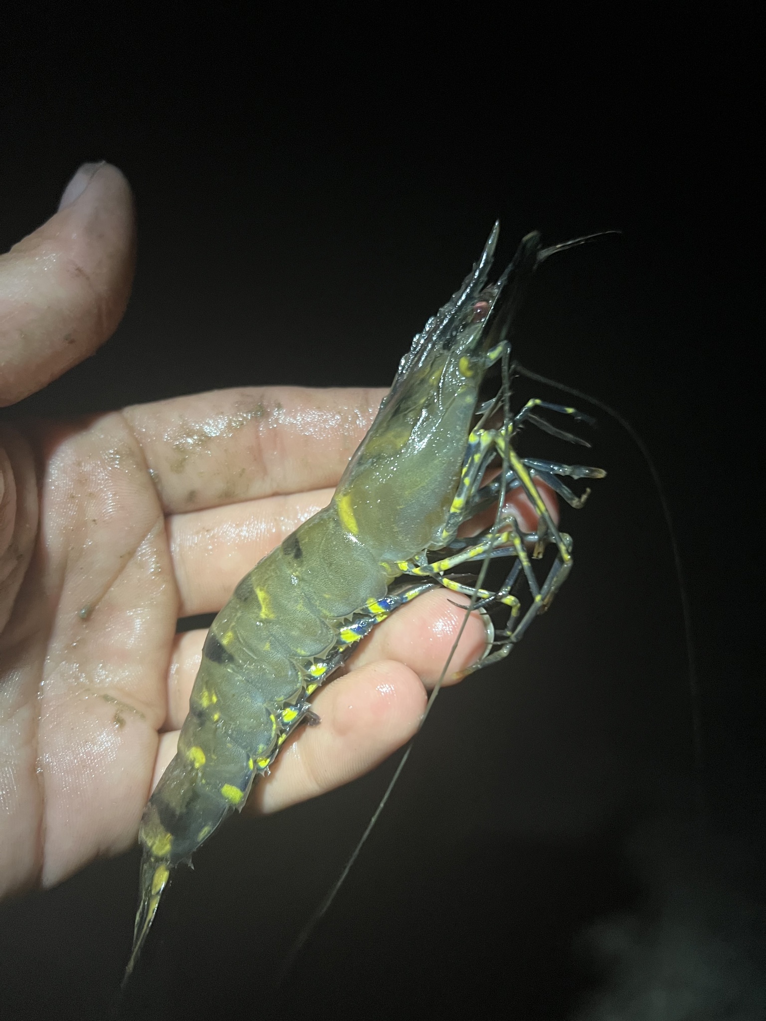 Penaeus monodon Fabricius, 1798