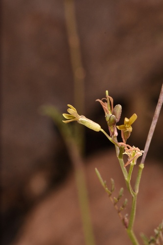 Mastuerzo amargo (Cardamine macrocarpa)
