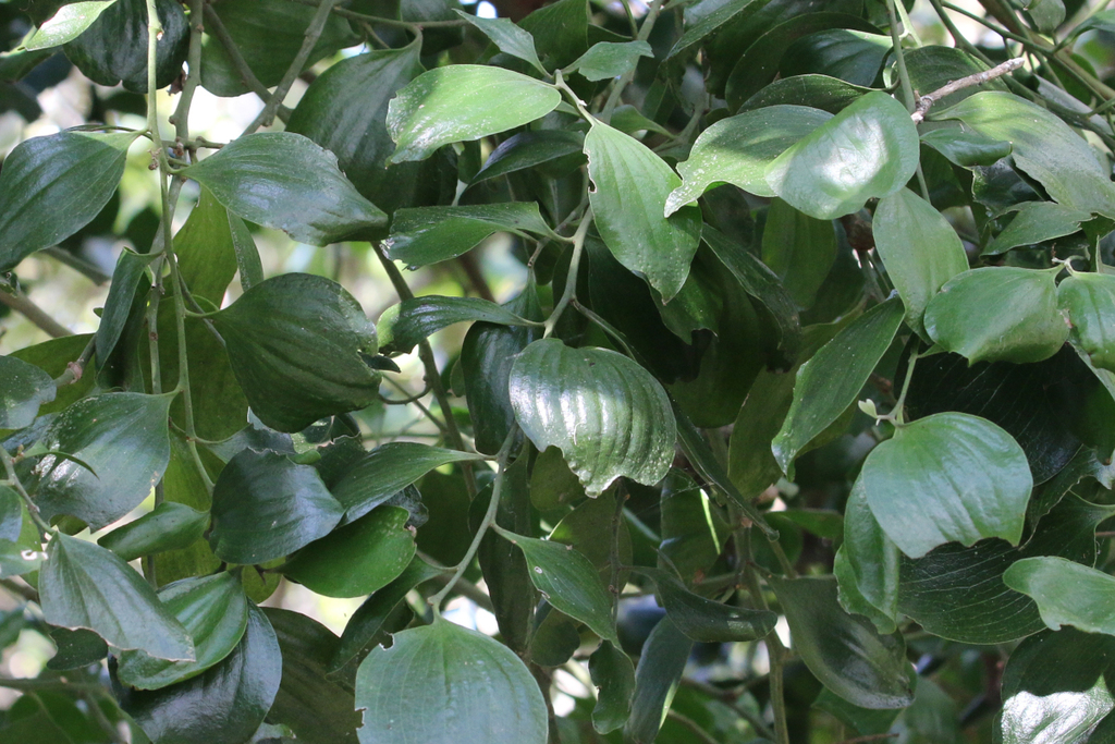 Broad Leaved Native Cherry from Tallebudgera Creek CP, Boardwalk ...