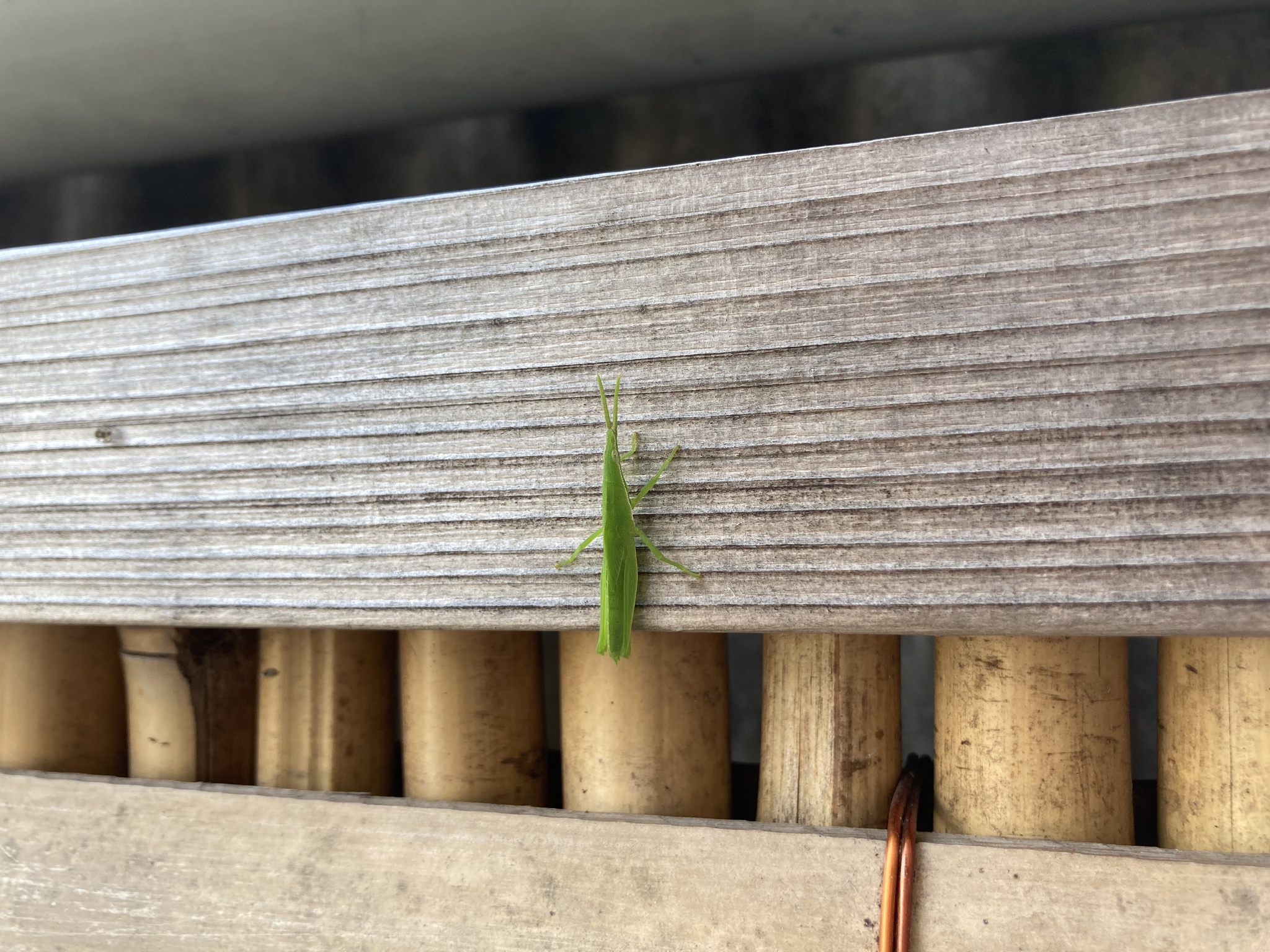 Atractomorpha lata (Mochulsky, 1866)