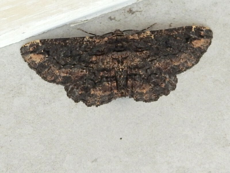 Sinister Moth from Tinnanbar QLD 4650, Australia on August 05, 2022 at ...