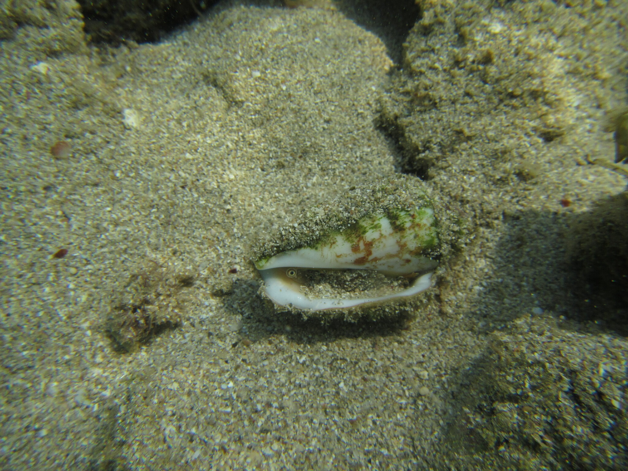 Conomurex persicus (Swainson, 1821)