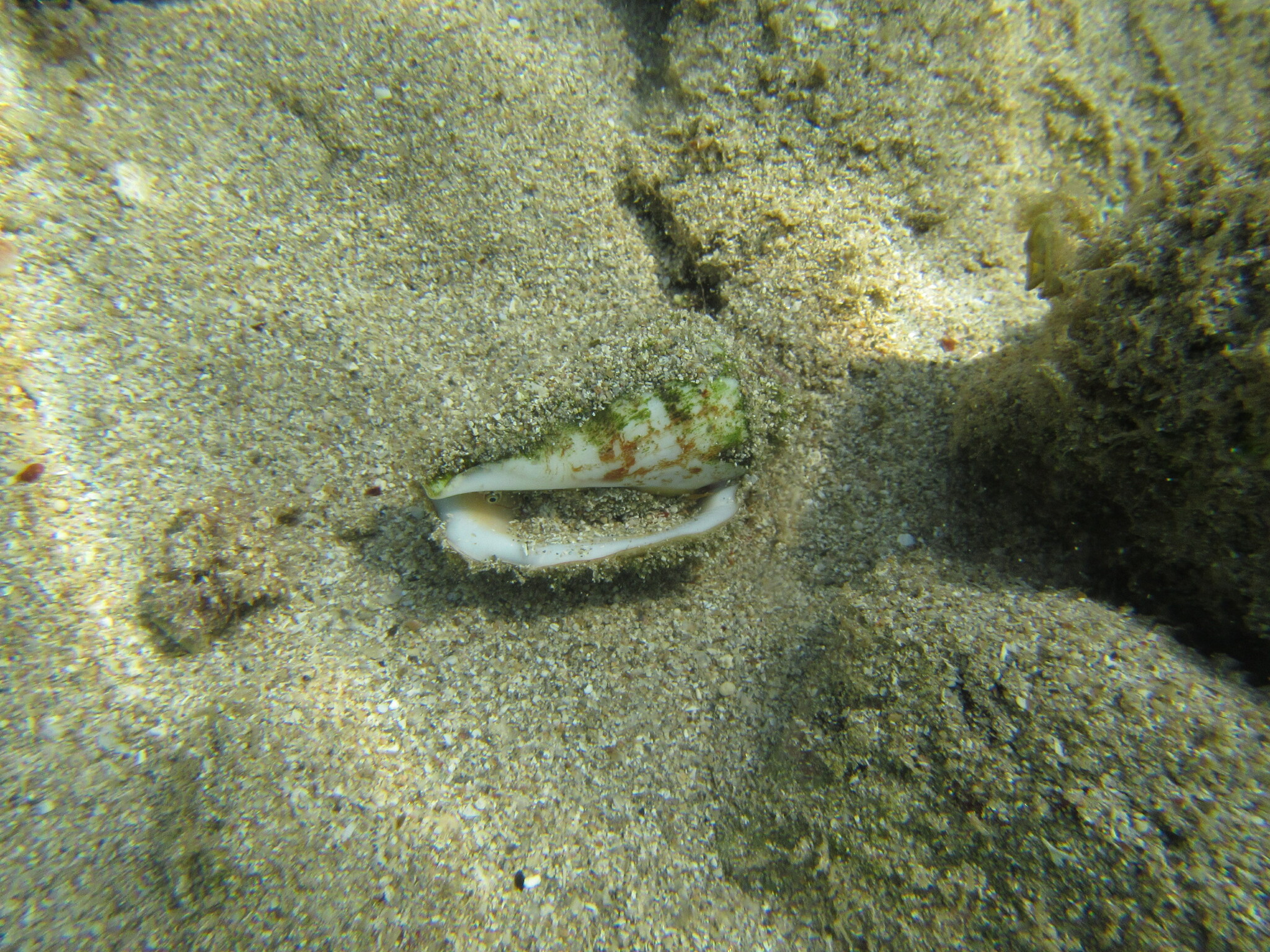 Conomurex persicus (Swainson, 1821)