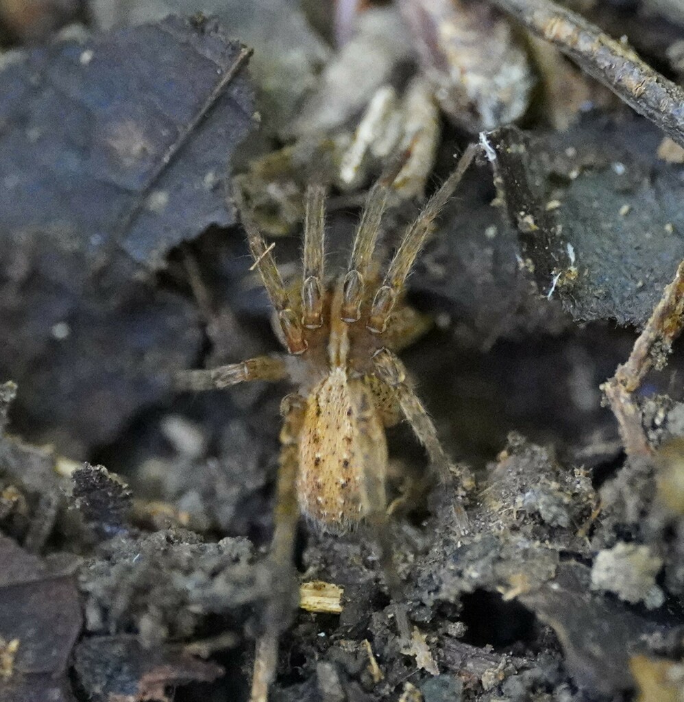 Southeastern Wandering Spider in July 2022 by Jack Johnson · iNaturalist