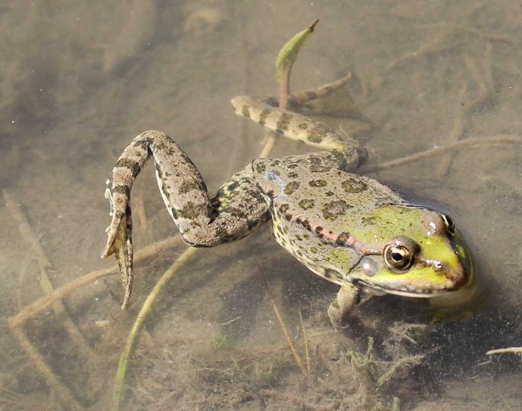 Marsh Frog from Микутка-2, Ленинский р-н, Оренбург, Оренбургская обл ...