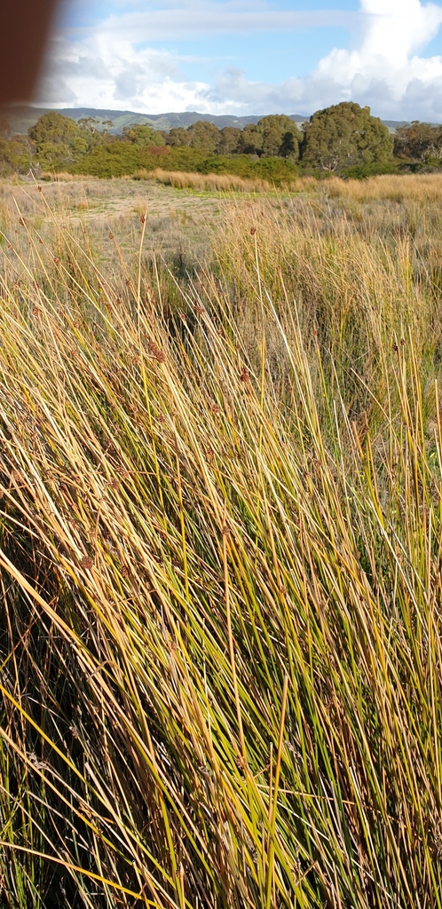 Knobby Clubrush from Adelaide SA, Australia on August 06, 2022 at 03:55 ...