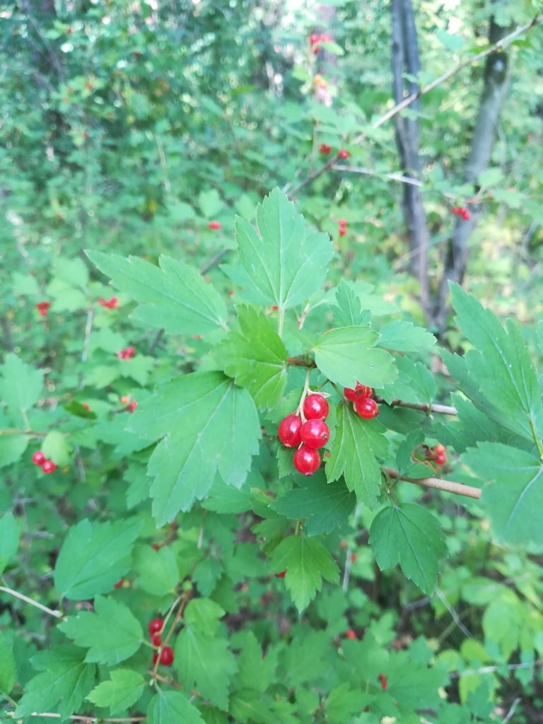 Mountain Currant from Екатеринбург, Свердловская обл., Россия, 620144 ...