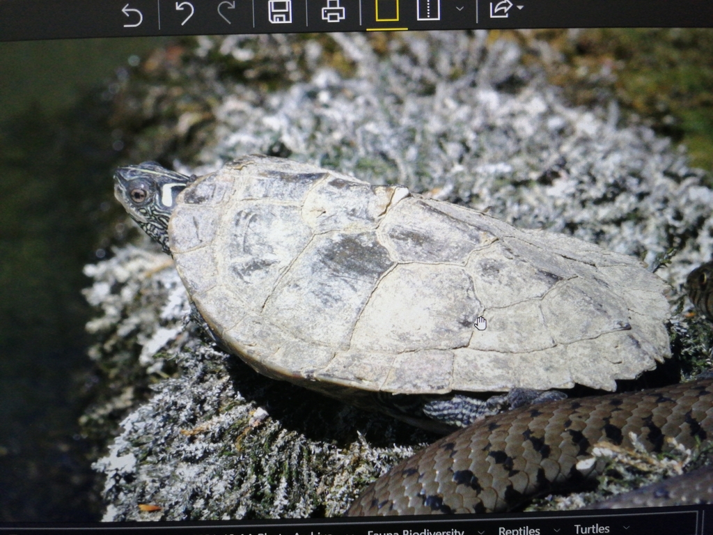 Map Turtles from 4147 Aesch, Schweiz on August 06, 2022 at 10:15 AM by ...