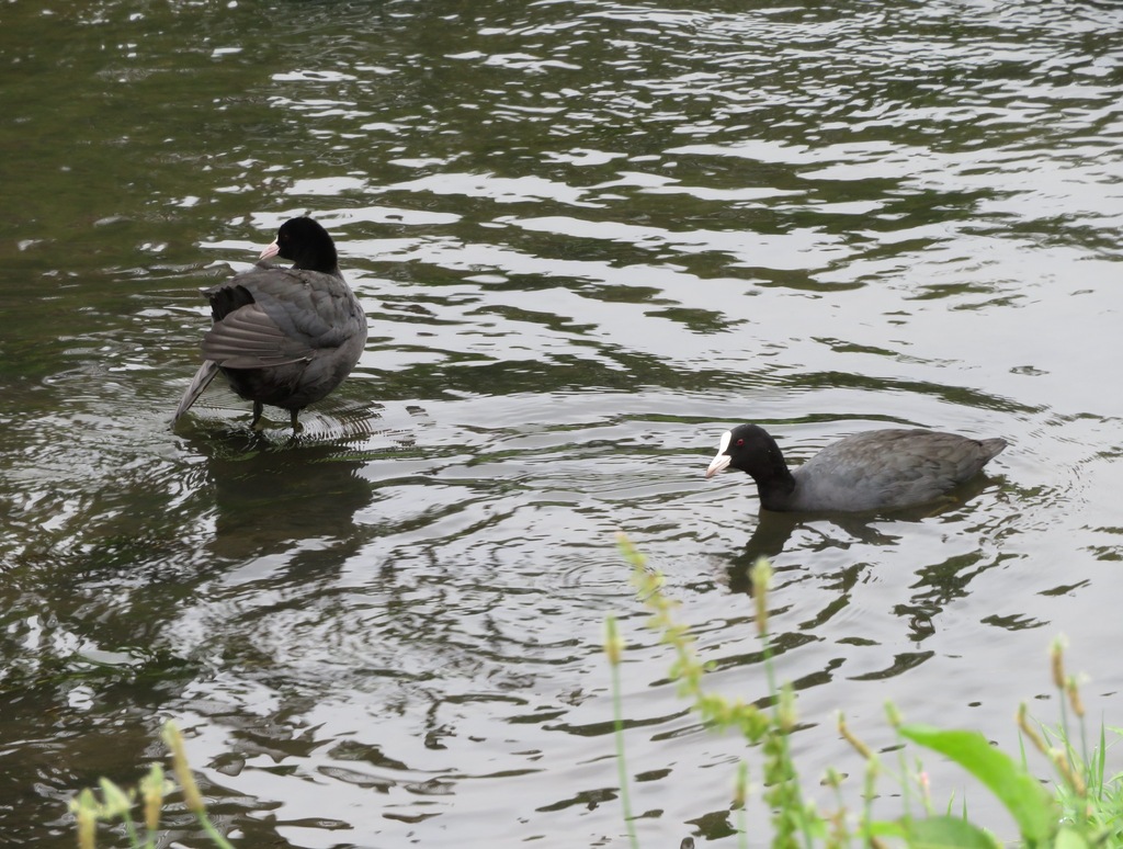 Eurasian Coot from Higashifukai, Nagareyama, Chiba 270-0101, Japan on ...