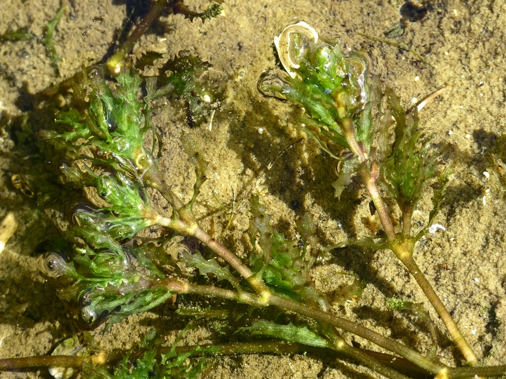 naiads (Hydrocharitaceae (Frog's-bit) of the Pacific Northwest ...