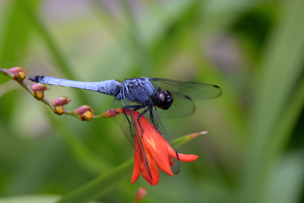 Greater Blue Skimmer in July 2022 by Alan Broderick · iNaturalist