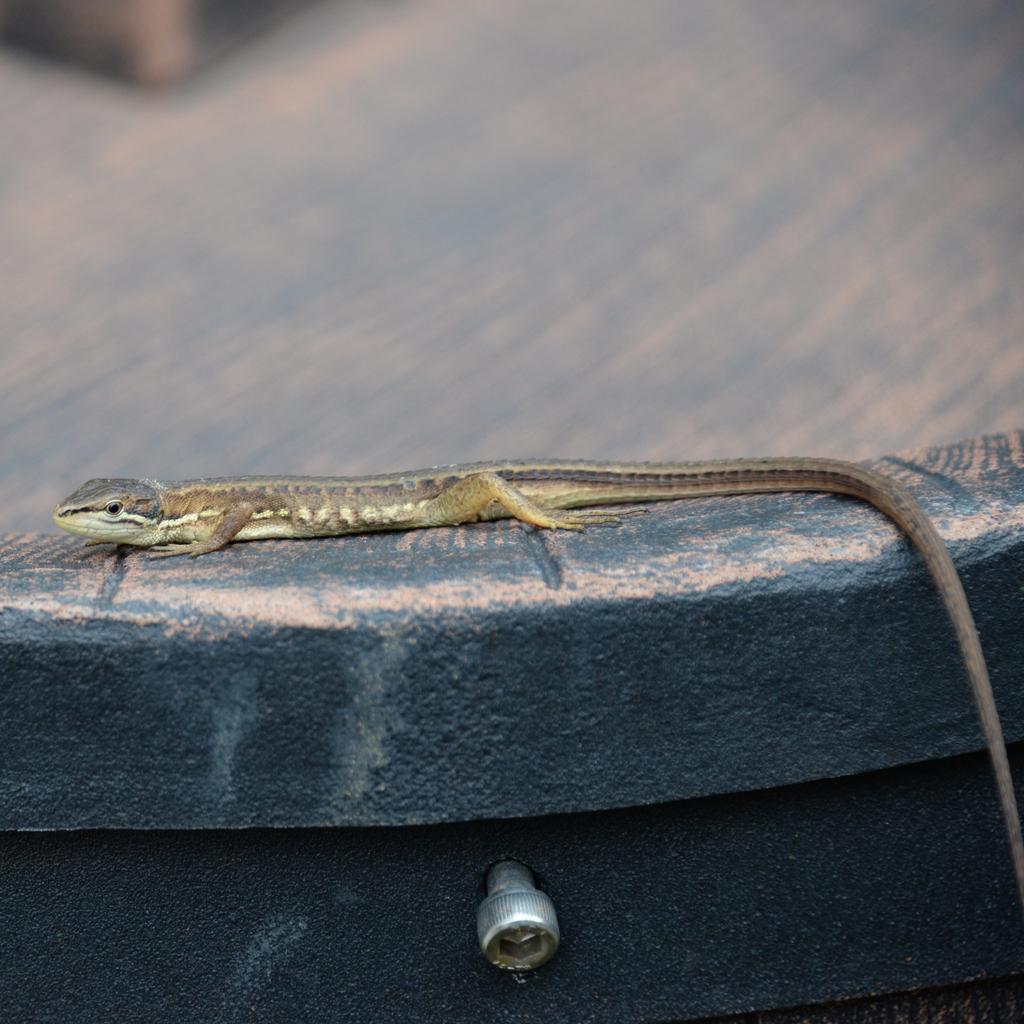 Japanese Grass Lizard in July 2022 by Alan Broderick · iNaturalist