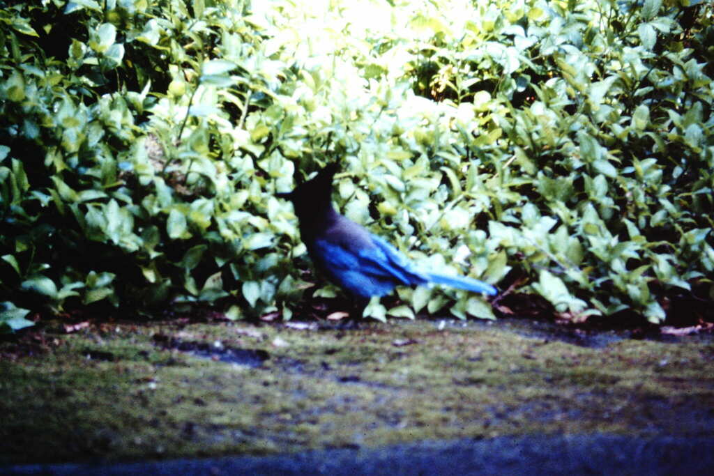 Steller's Jay from Contra Costa County, CA, USA on April 06, 1986 by ...