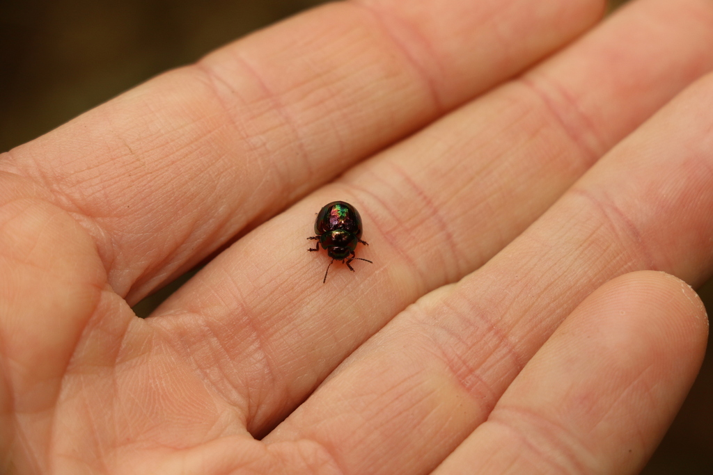 Leaf Beetles from Guanaba-Springbrook, Queensland, Australia on August ...