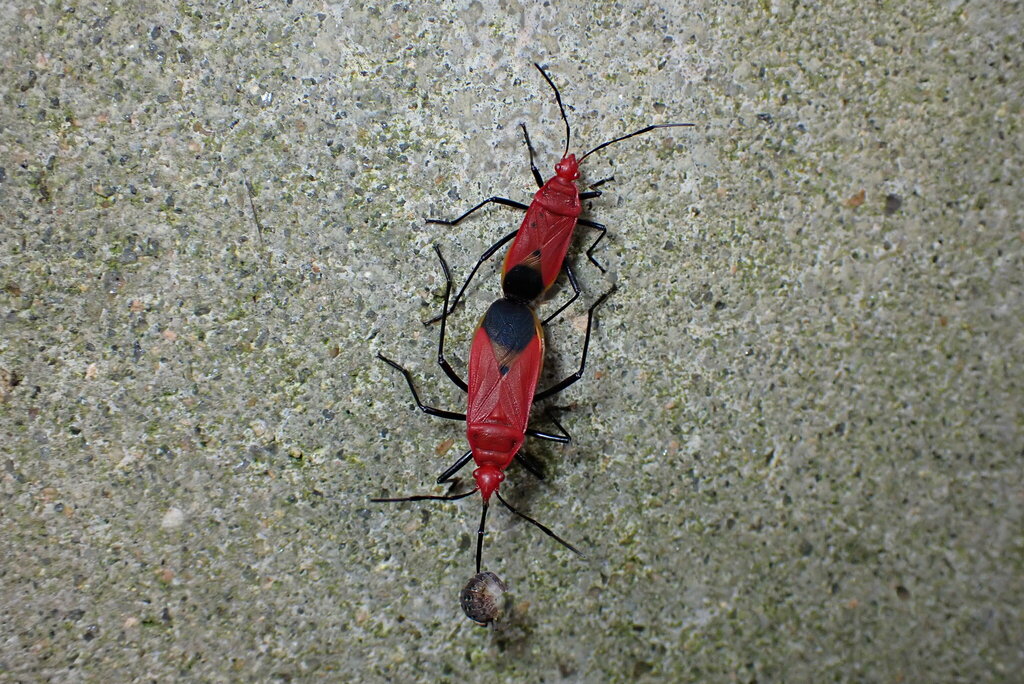 Dindymus sanguineus from 香港清水灣 on June 19, 2022 at 11:08 AM by darbylam ...