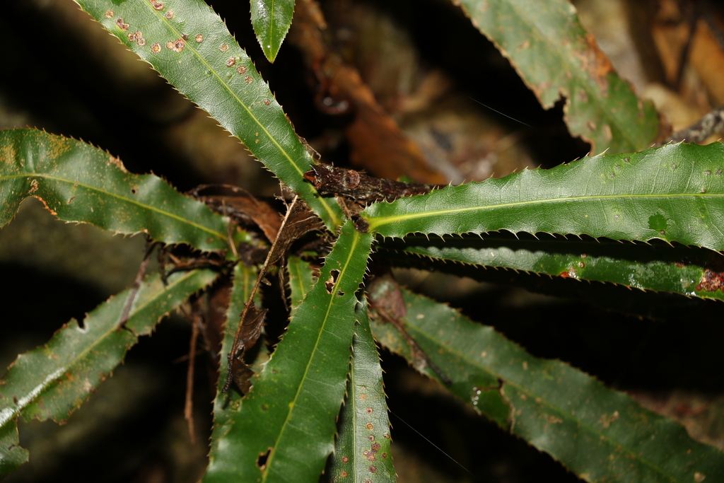 Rough-shell Queensland Nut from Clagiraba QLD 4211, Australia on August ...