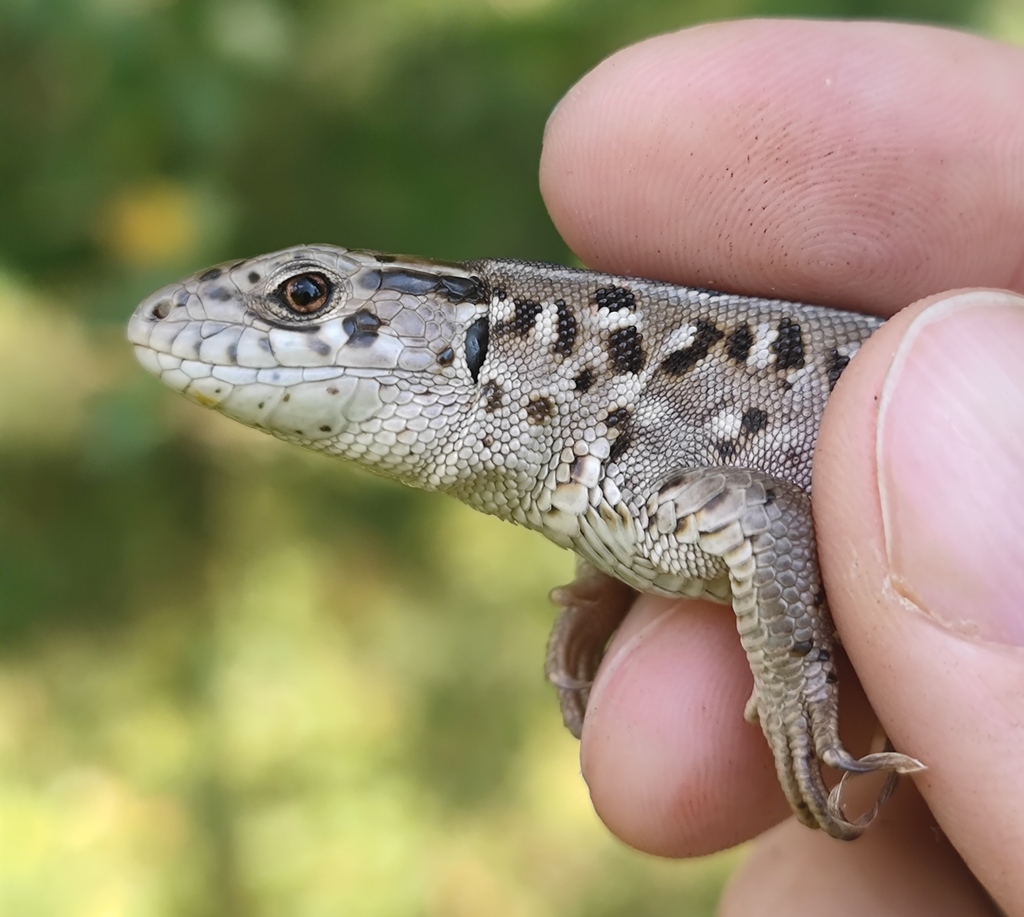 Sand Lizard from Юго-Восточный административный округ, Москва, Россия ...