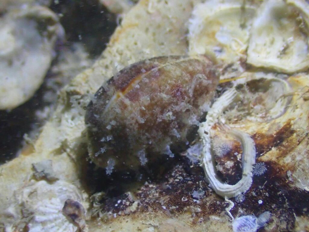 Walker's cowrie from West, SG on August 06, 2022 at 08:43 AM by Tsu Soo ...