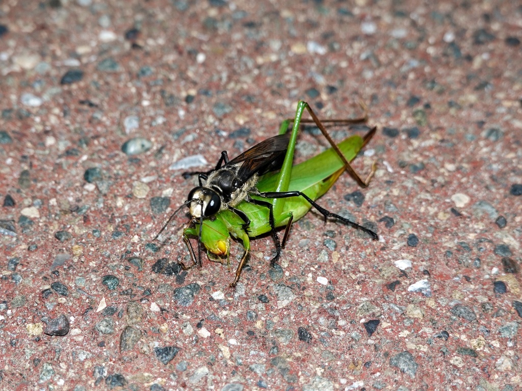 Sphex argentatus fumosus in August 2022 by orthoptera-jp · iNaturalist