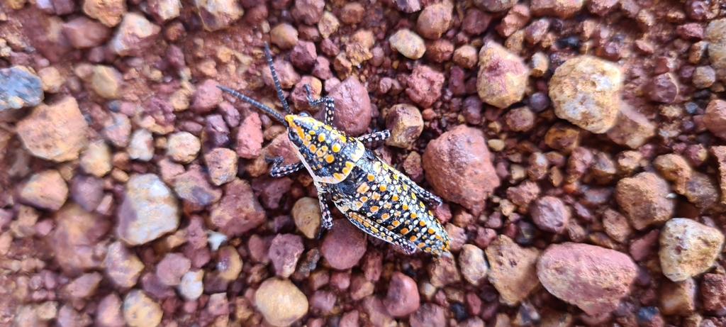 Gaudy Grasshoppers from Well 33 Airport, Gibson Desert North WA 0872 ...