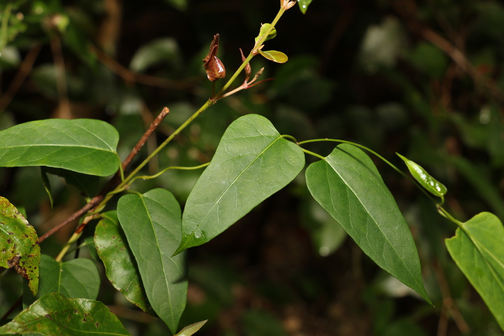 Leichhardtia longiloba (Cedar Creek) · iNaturalist