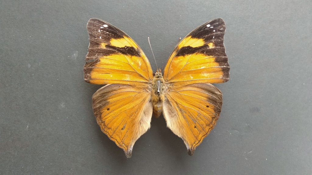 Autumn Leaf from Kasihan, Bantul Regency, Special Region of Yogyakarta ...