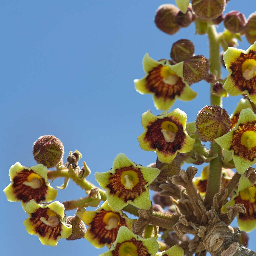 Panama tree from Playa El Coco, Nicaragua on March 6, 2005 at 06:32 AM ...