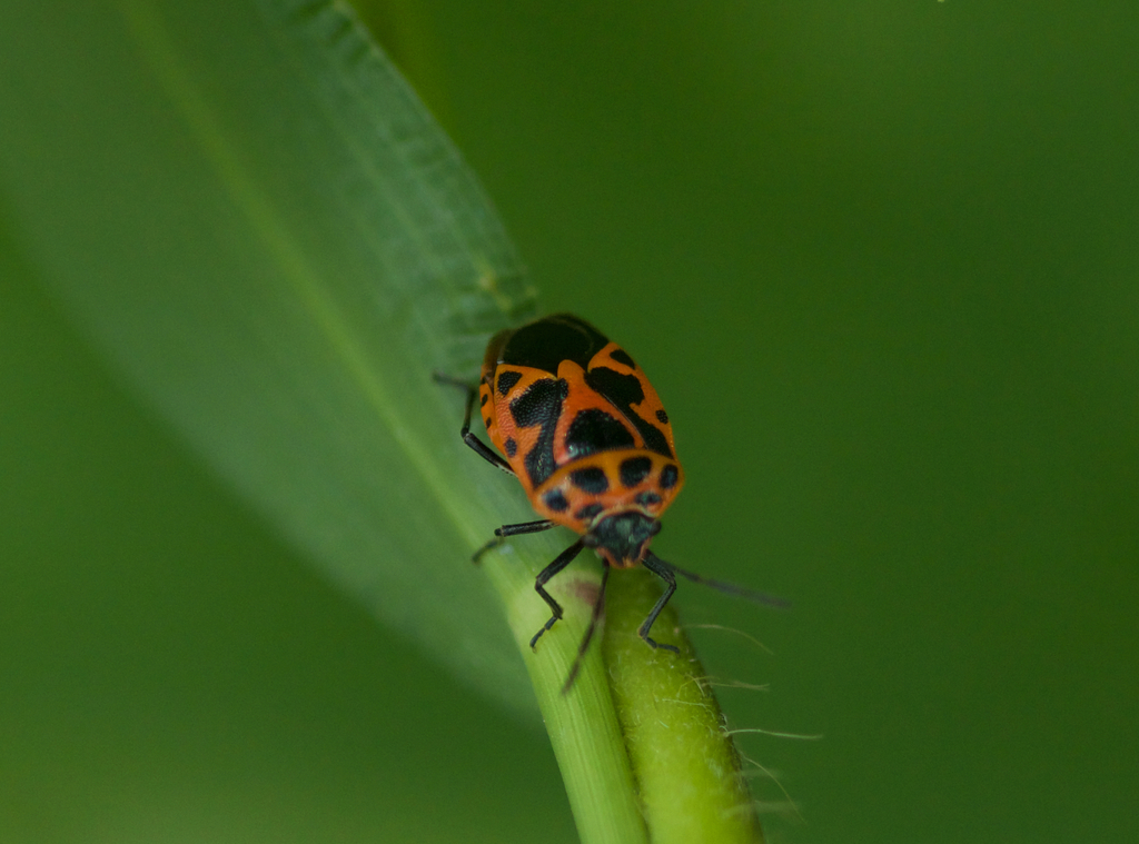 Painted bug from Beijing, China on August 6, 2022 at 03:21 PM by Terry ...