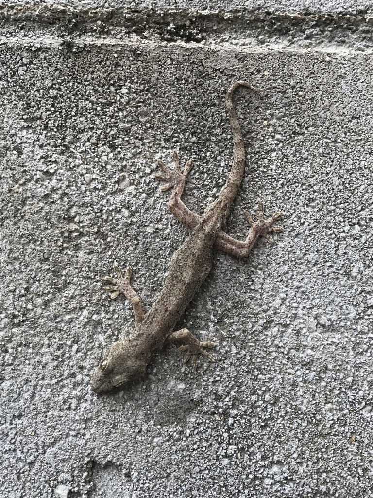 Japanese Giant Gecko from Heiwa Park, Chikusa, Nagoya, Aichi, JP on ...