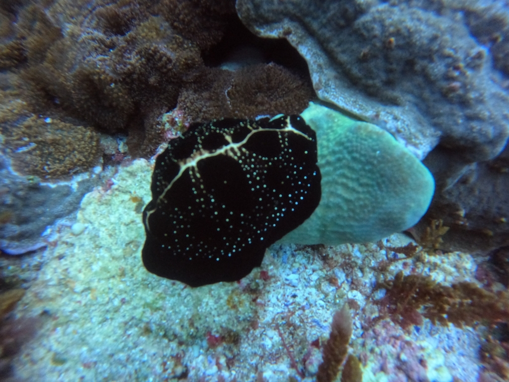 Common Egg Cowry from Flinders Reef on August 06, 2022 at 01:11 PM by ...