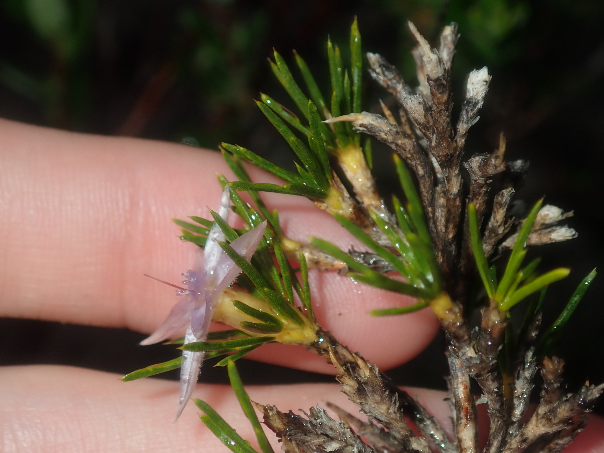 Calectasia narragara R.L.Barrett & K.W.Dixon
