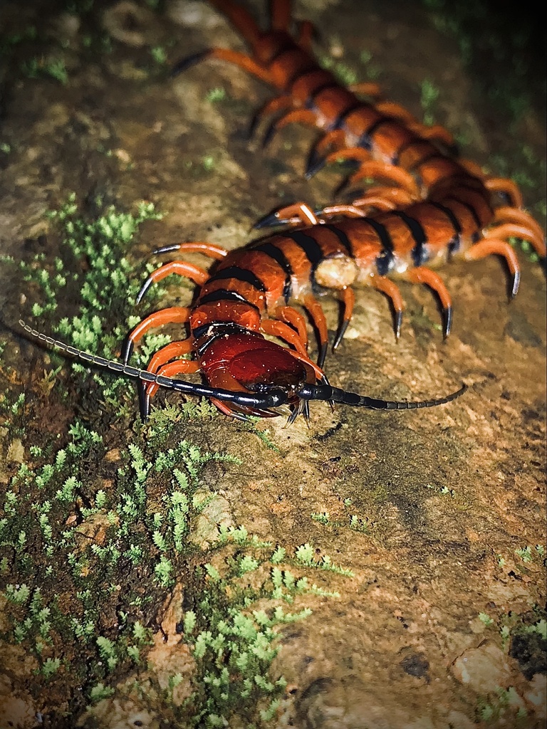 Red-headed Centipede from Kanger Ghati National Park, Bastar, CT, IN on ...