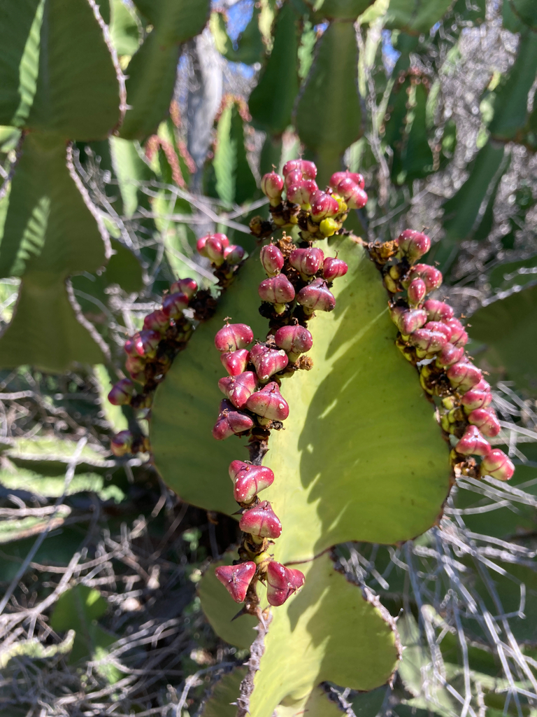 Bushveld Candelabra Tree from Hoedspruit on August 06, 2022 at 12:29 PM ...