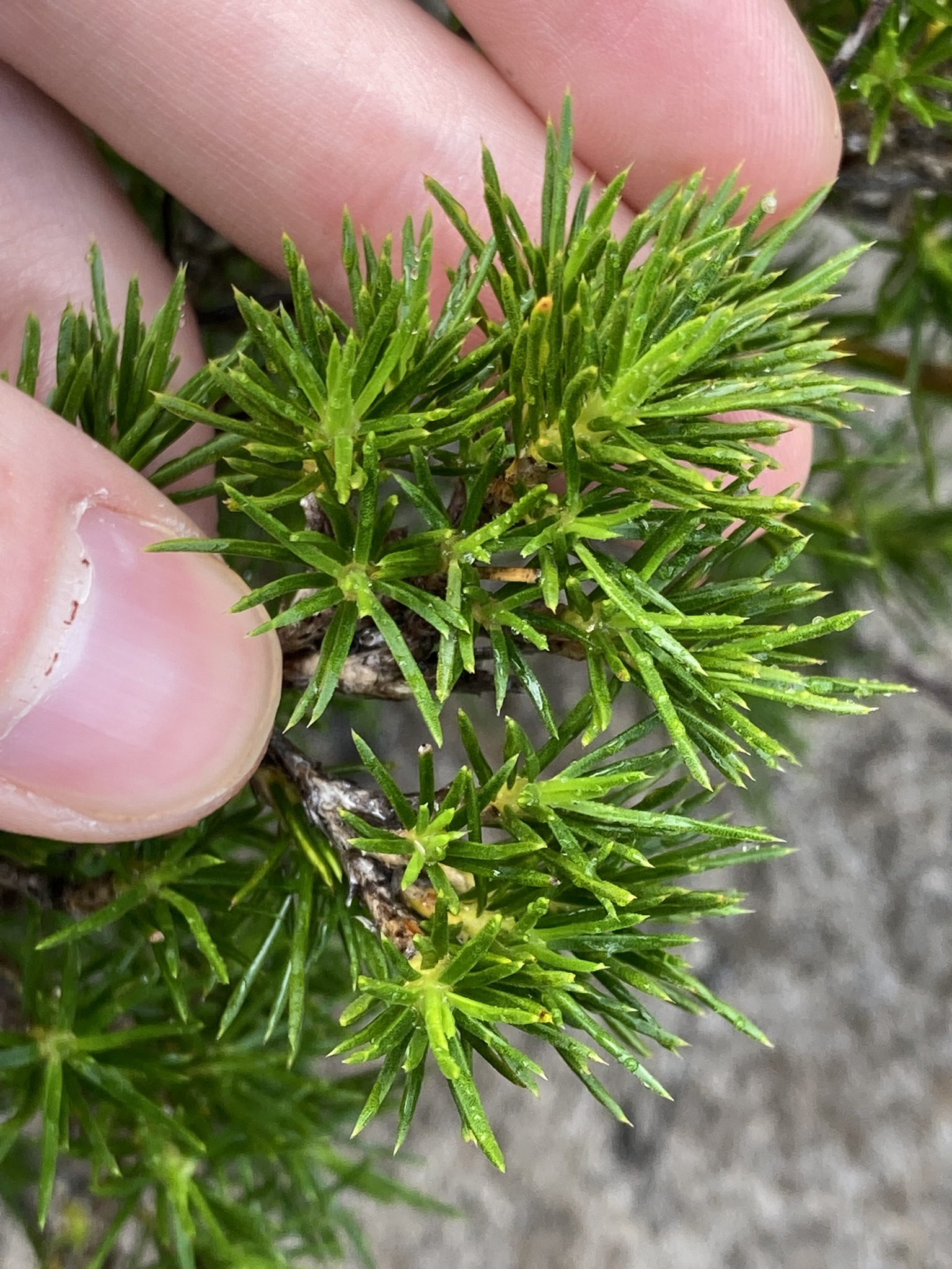Calectasia narragara R.L.Barrett & K.W.Dixon
