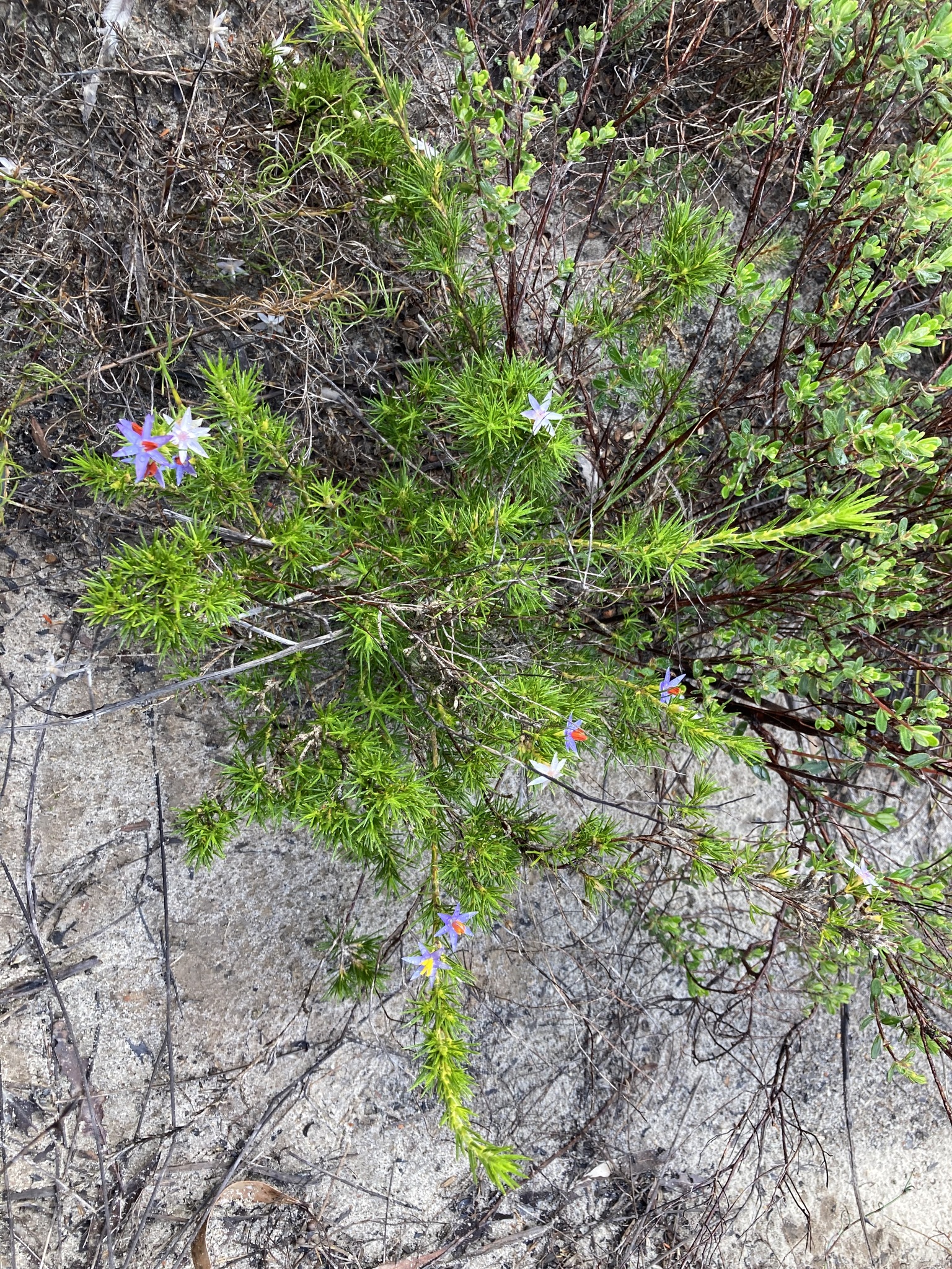 Calectasia narragara R.L.Barrett & K.W.Dixon