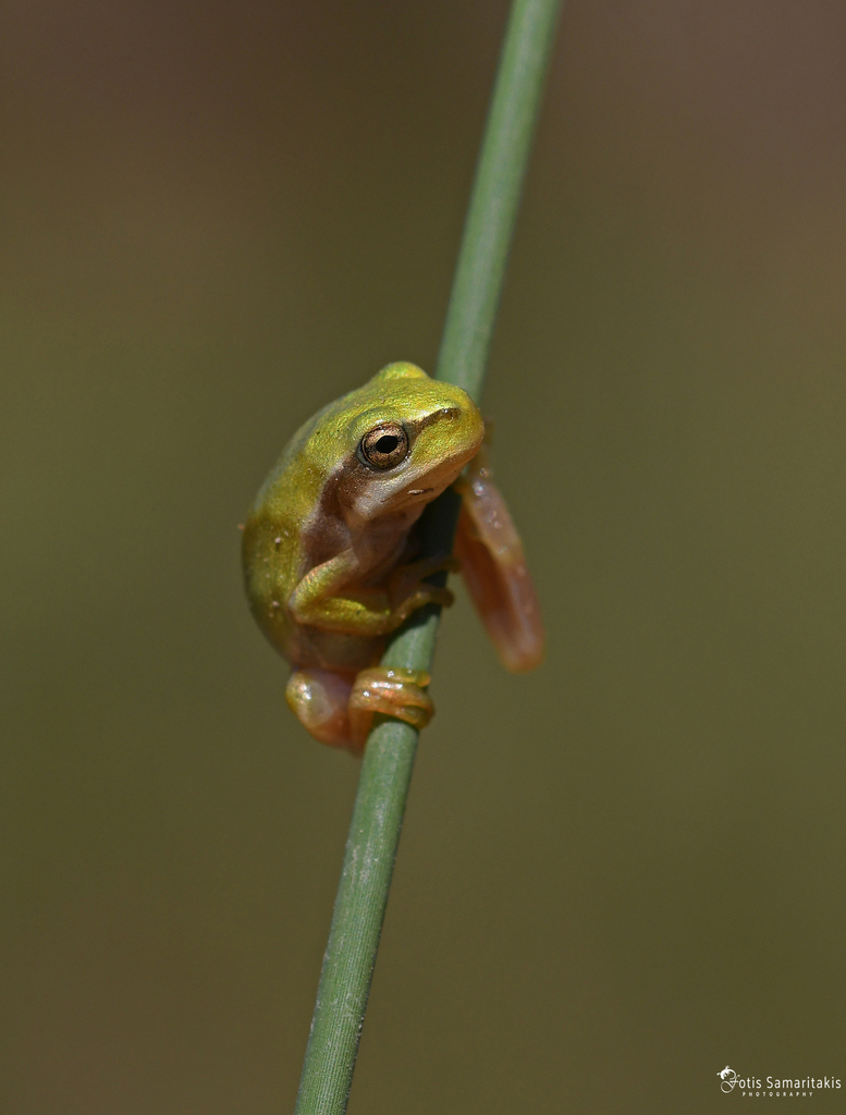 European Tree Frog from Κρήτη, Ελλάδα on July 21, 2022 at 02:23 PM by ...
