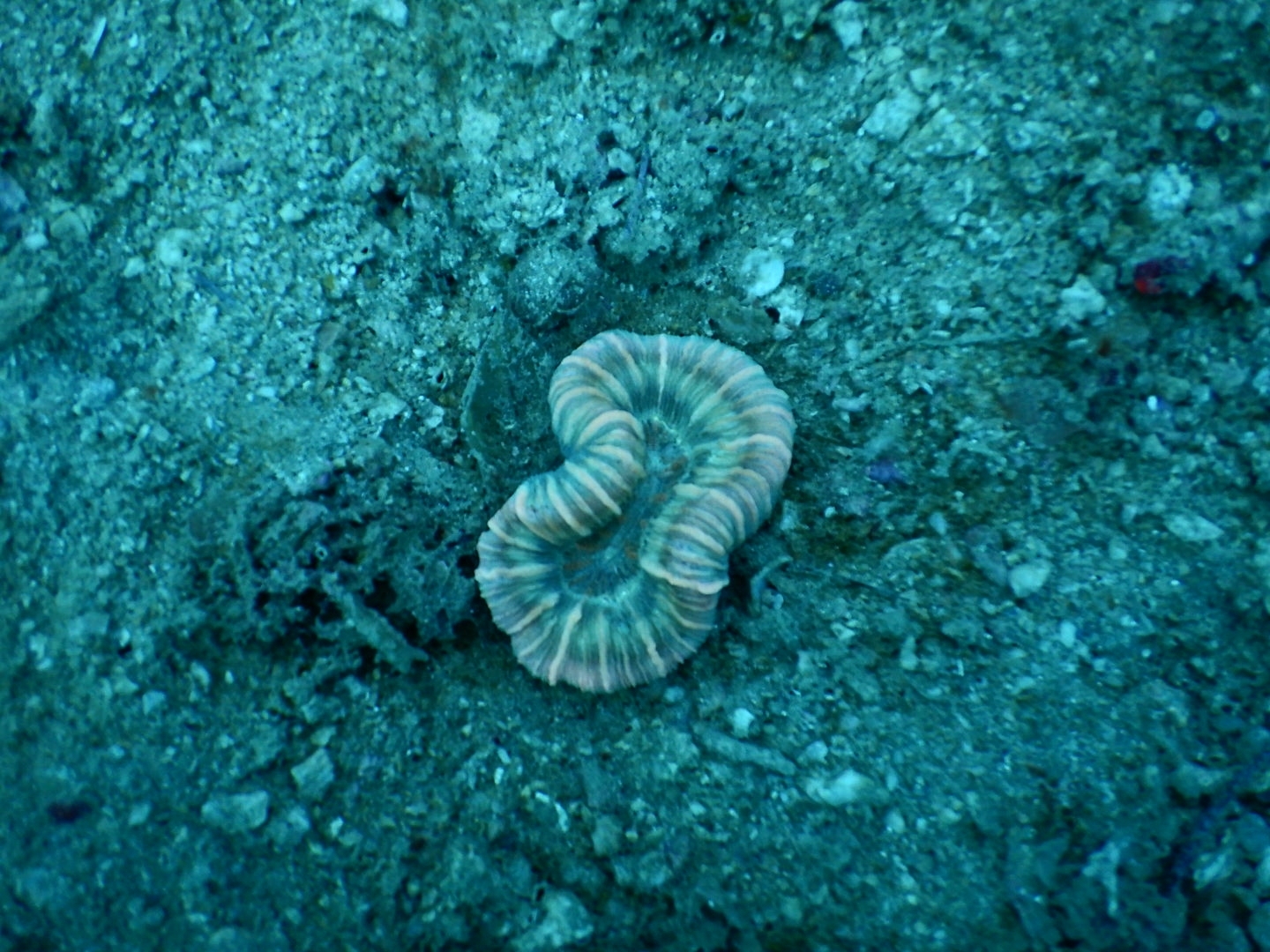 Trachyphyllia Milne Edwards & Haime, 1849