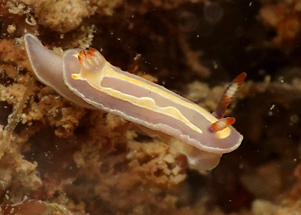 Three-lines Purple Doris from Point Murat, Exmouth, WA, Australia on ...