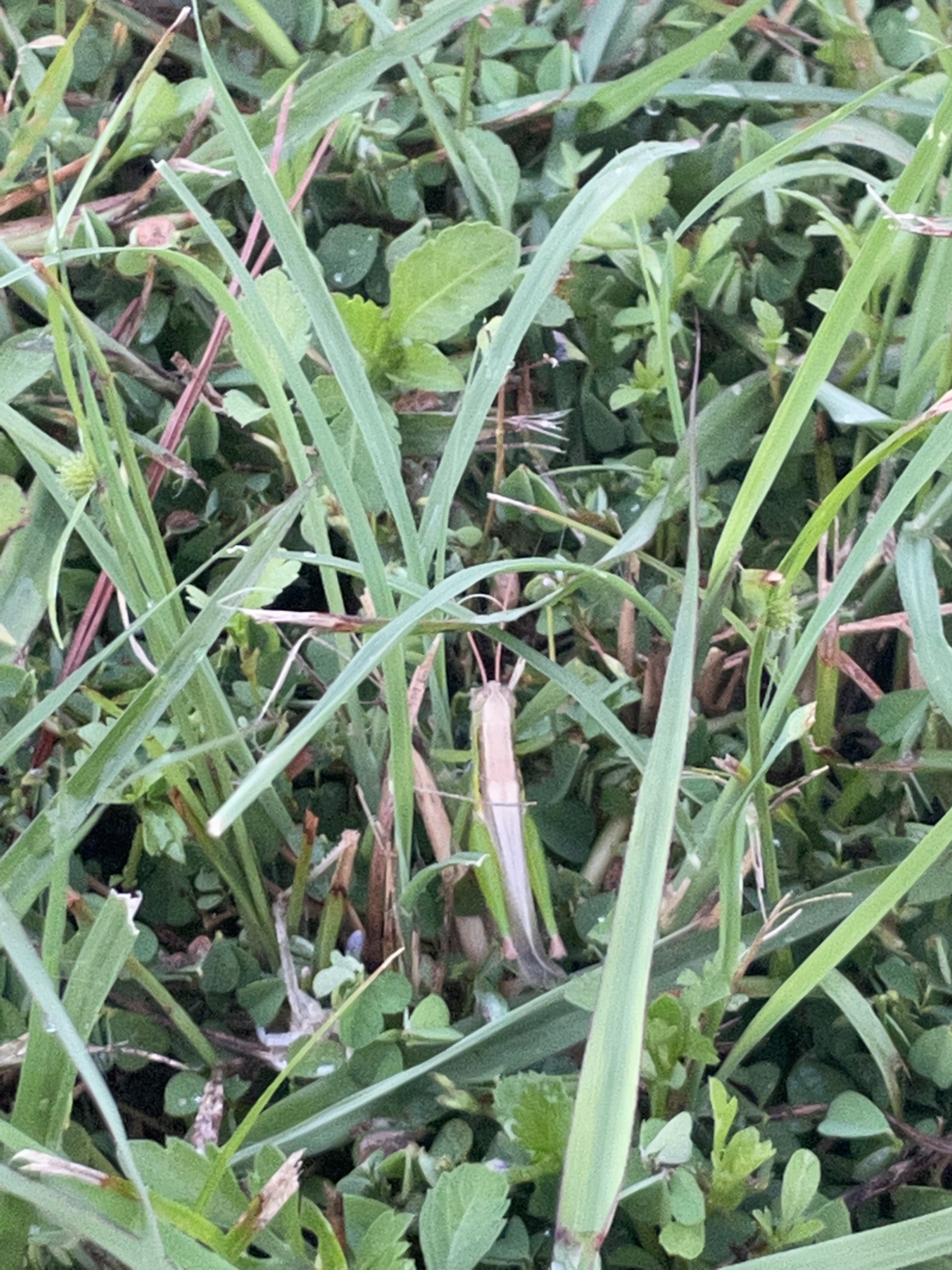 Oxya chinensis (Thunberg, 1815)