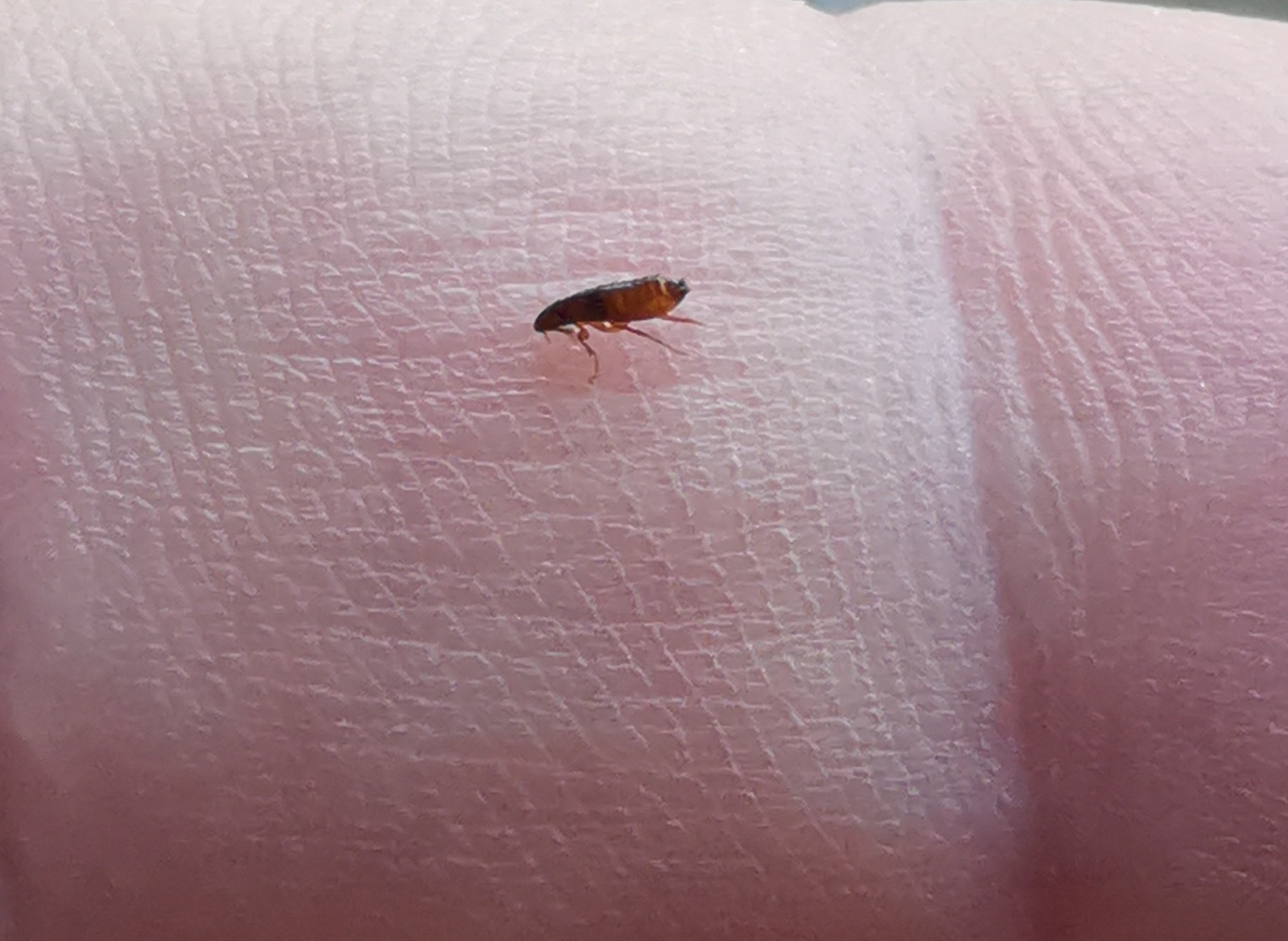Siphonaptera