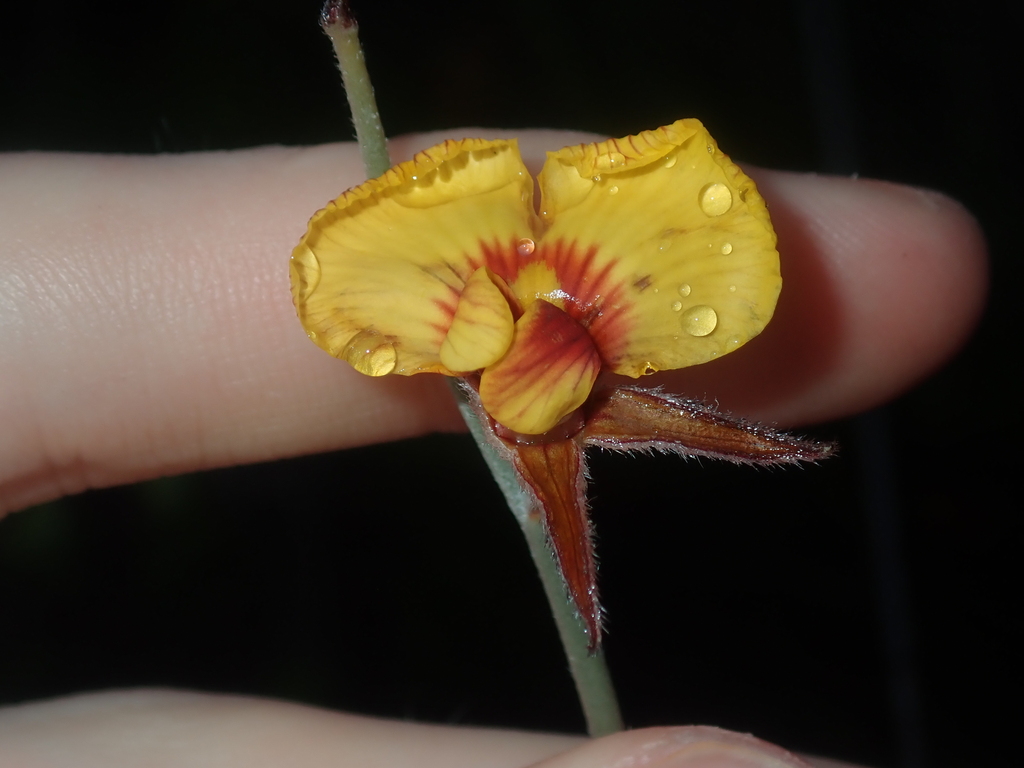 Jacksonia restioides from Hill River WA 6521, Australia on July 21 ...