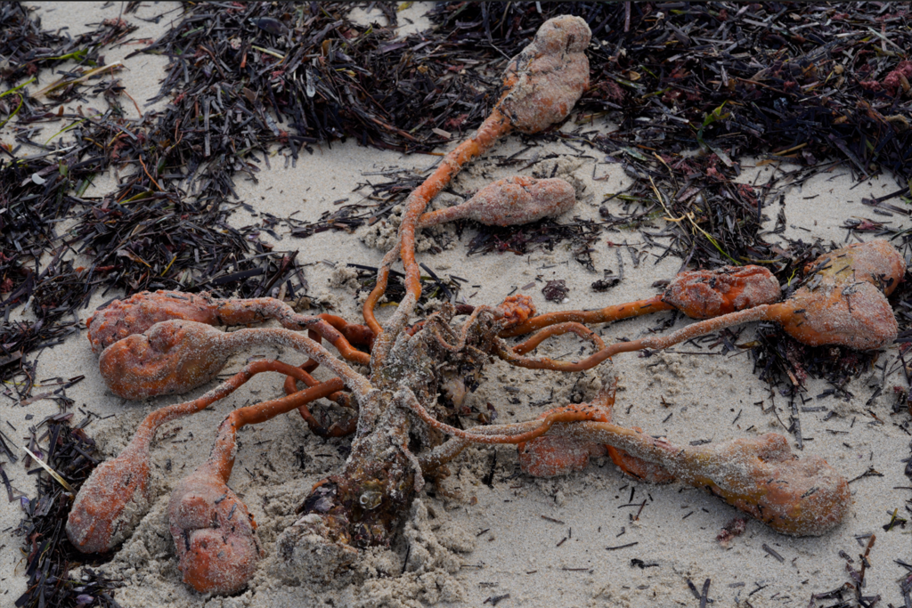 Giant Sea Tulip from Cottesloe, WA, Australia on August 06, 2022 at 09: ...
