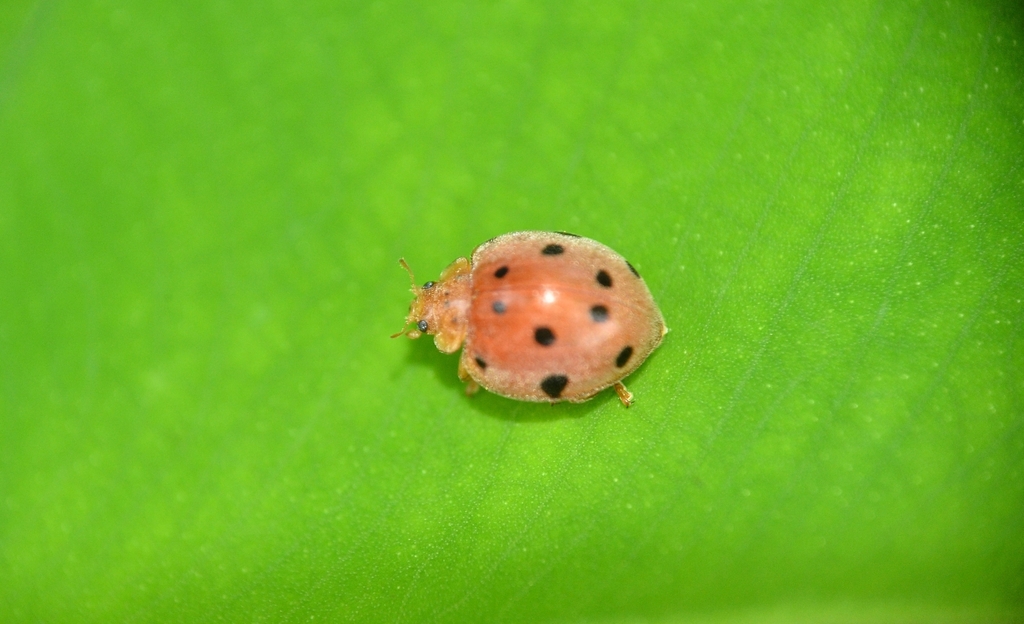 Bryony Ladybird from Q8R4+92R, Kodamthuruth, Kerala 688540, India on ...