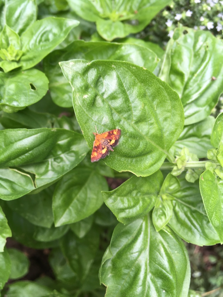 Orange Mint Moth from Algonquin Ct, Blacksburg, VA, US on August 4 ...