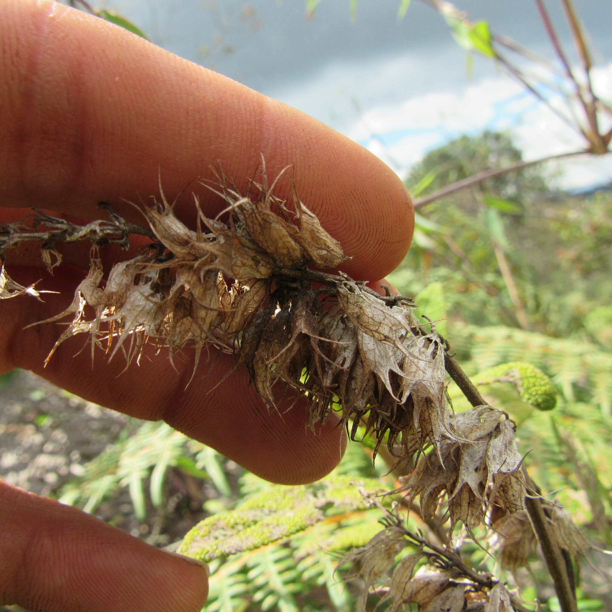 Lepechinia salviifolia (Kunth) Epling