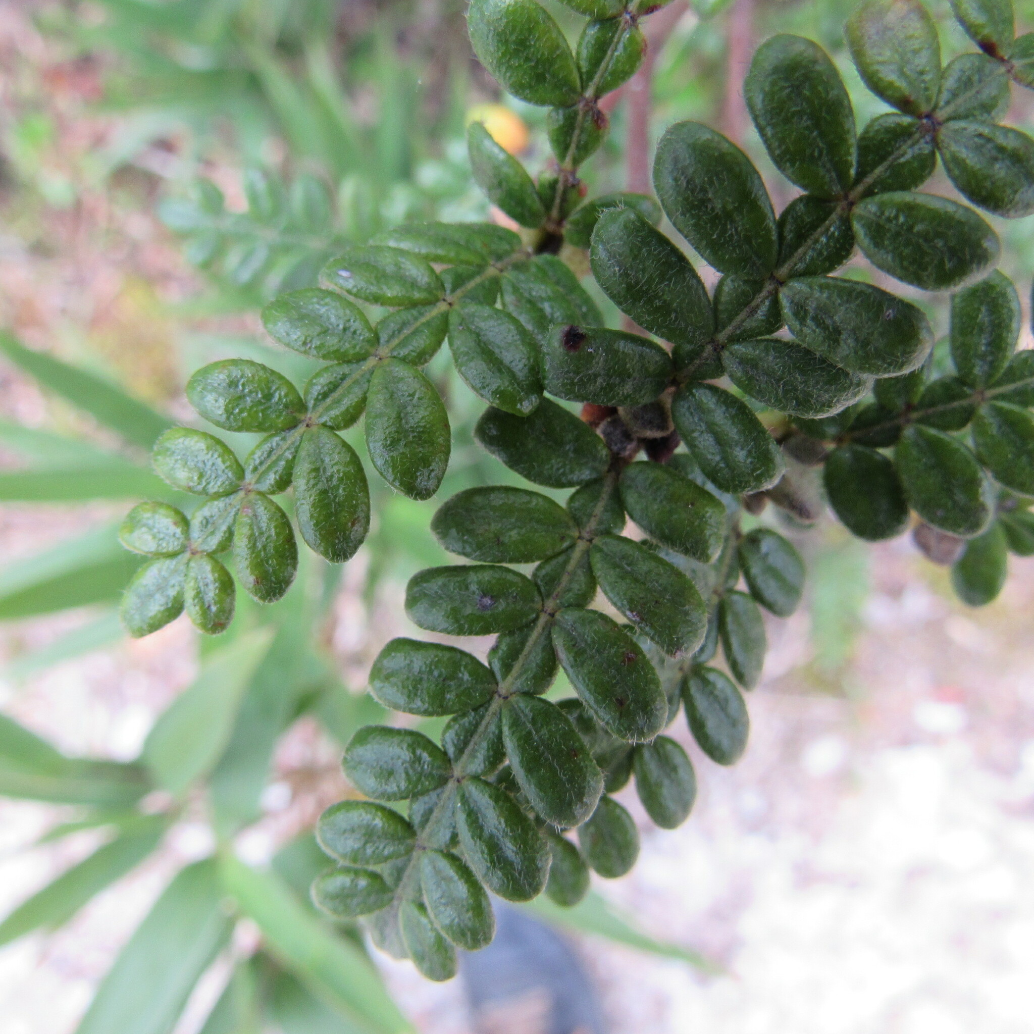 Weinmannia tomentosa L.fil.