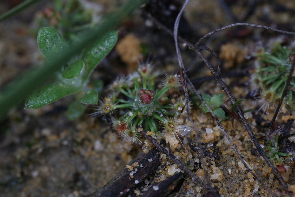 Drosera citrina from Moore River National Park WA 6503, Australia on ...