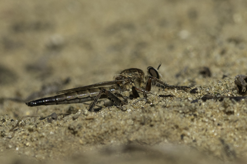 Proctacanthella from Lucas County, OH, USA on July 31, 2022 at 10:13 AM ...
