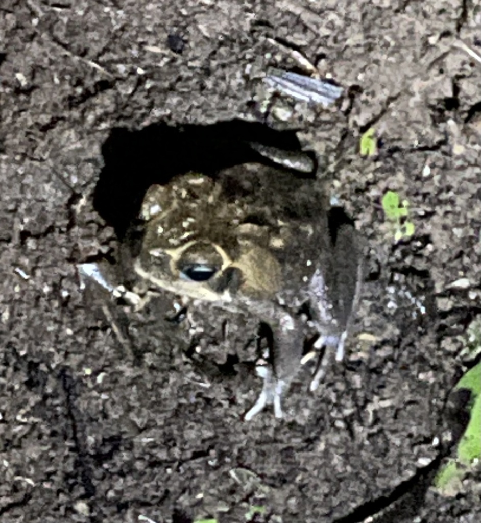Giant Toad from Calle Cerros Arrepentidos, Sarapiqui, Heredia, CR on ...