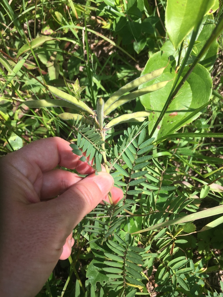 goat's rue (Tephrosia virginiana) - Botanical Realm
